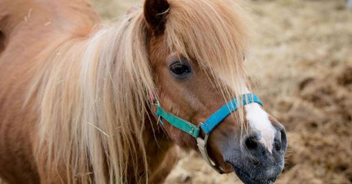 Reward offered for information leading to the return of stolen Shetland ...