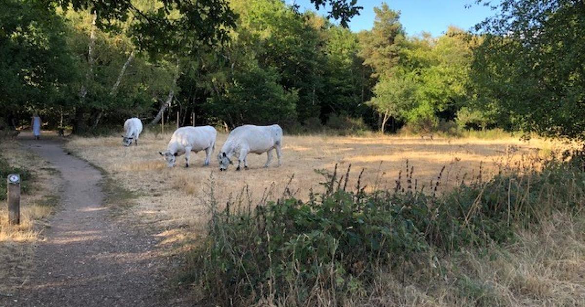 Cows controlled by satellite? How Burnham Beeches blends technology ...