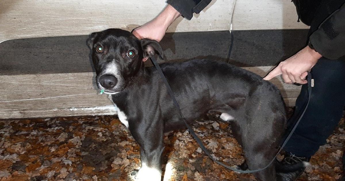 Convicted hare coursing pair caught near Paley Street banned from ...