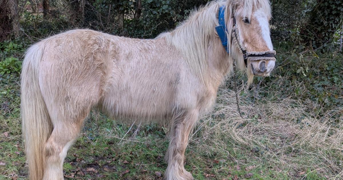 Horse stuck in barbed wire rescued and returned to owners - Slough Express