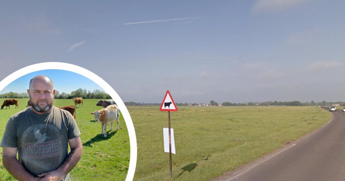 'Heartbreaking' cow deaths on Dorney Common sees farmers plead for ...
