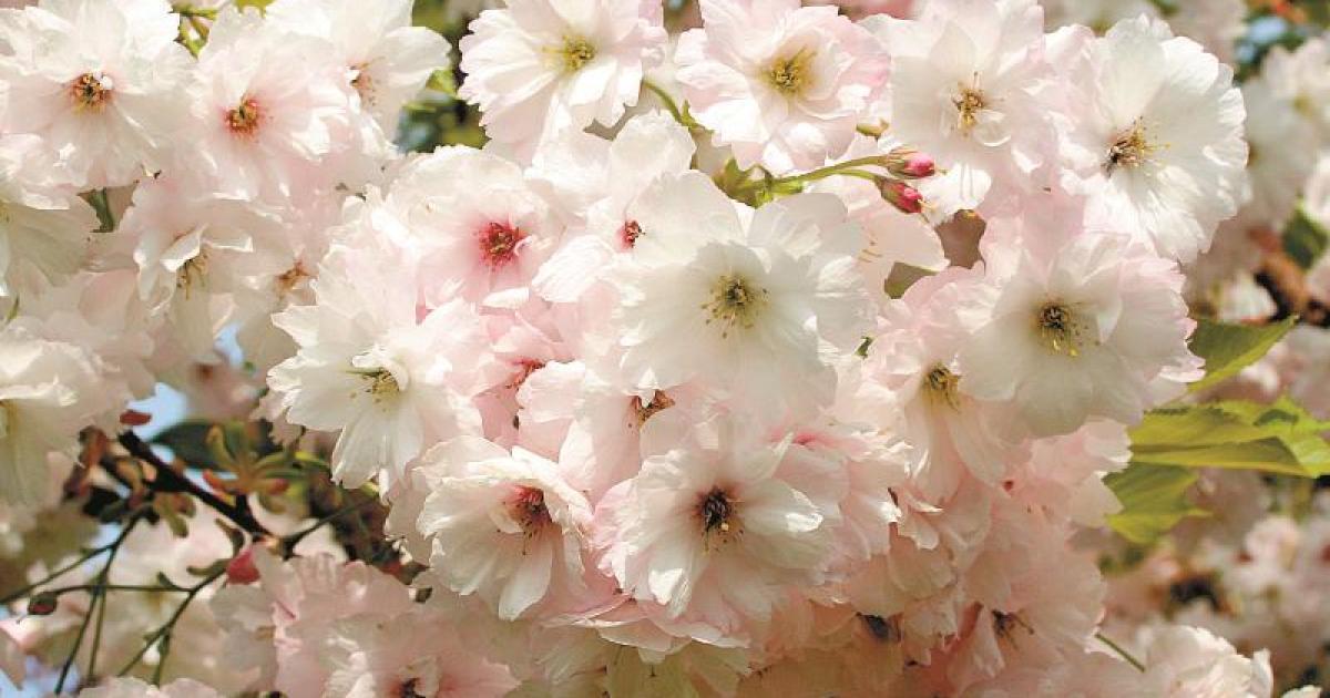 'Very high' pollen count in the South East this Easter weekend - Slough ...