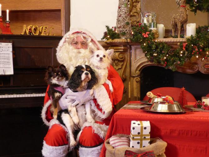 Battersea hosts Christmas grotto for dogs at annual Santa Paws event ...