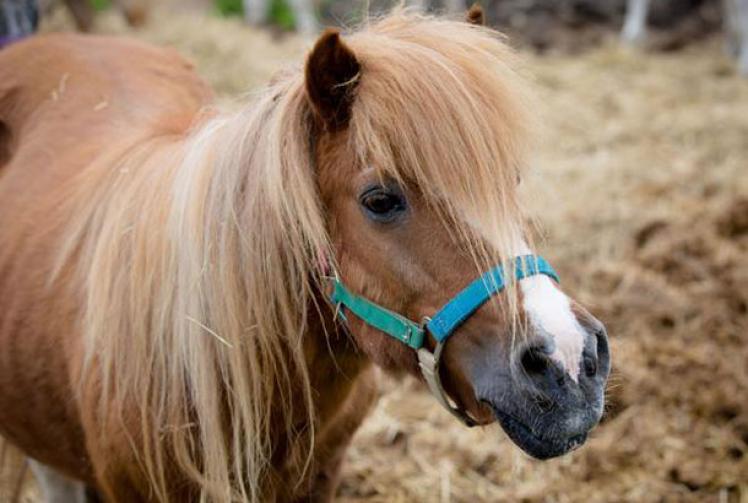 Reward offered for information leading to the return of stolen Shetland ...