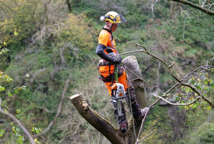 Cookham road closures planned due to National Trust tree works - Photo ...