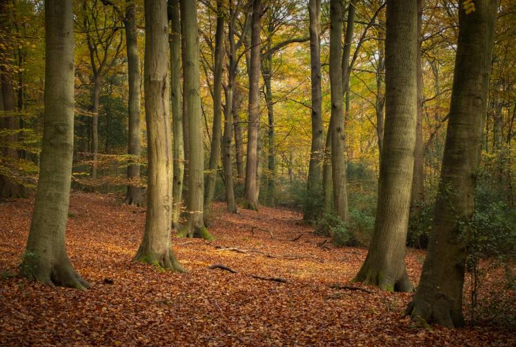 In search of lost words from nature at Burnham Beeches - Slough Express