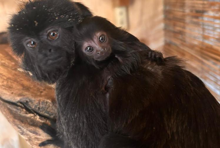 Zookeepers 'thrilled' at birth of rare Amazonian monkey at BCA Zoo ...