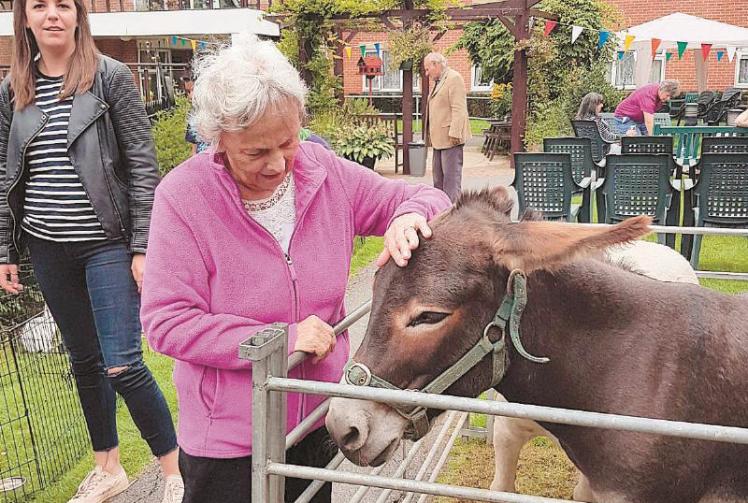 Farm animals pay visit to care home - Photo 1 of 1 - Slough Express