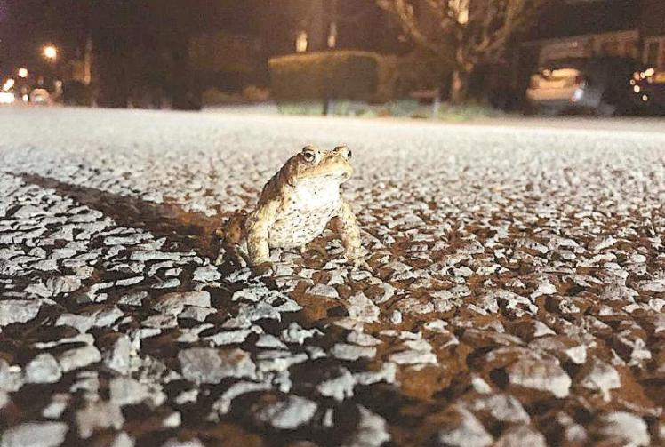 Toad patrol saves 608 toads - Photo 1 of 1 - Slough Express