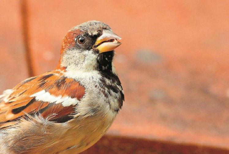House sparrow numbers are dropping – here’s how to support them in your ...