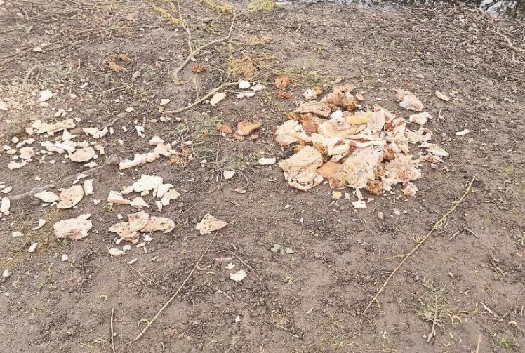 Slough's Baylis Park facing rat problem due to dumped food - Photo 1 of ...