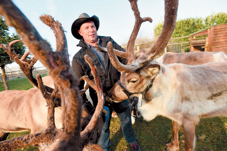 Mythbusting on the reindeer farm - Photo 1 of 1 - Maidenhead Advertiser